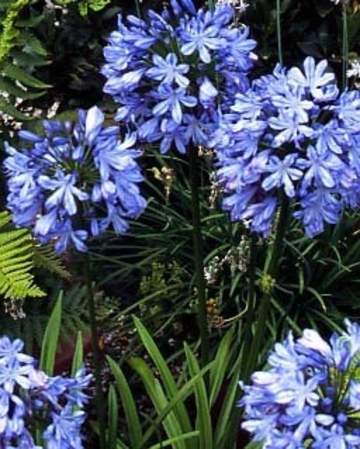 Agapanthus 'Blue Heaven' – Brent & Becky's